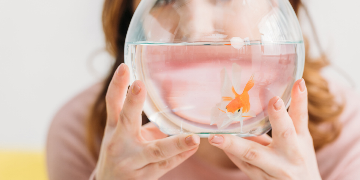 Top Beginner-Friendly Fish for Easy Care